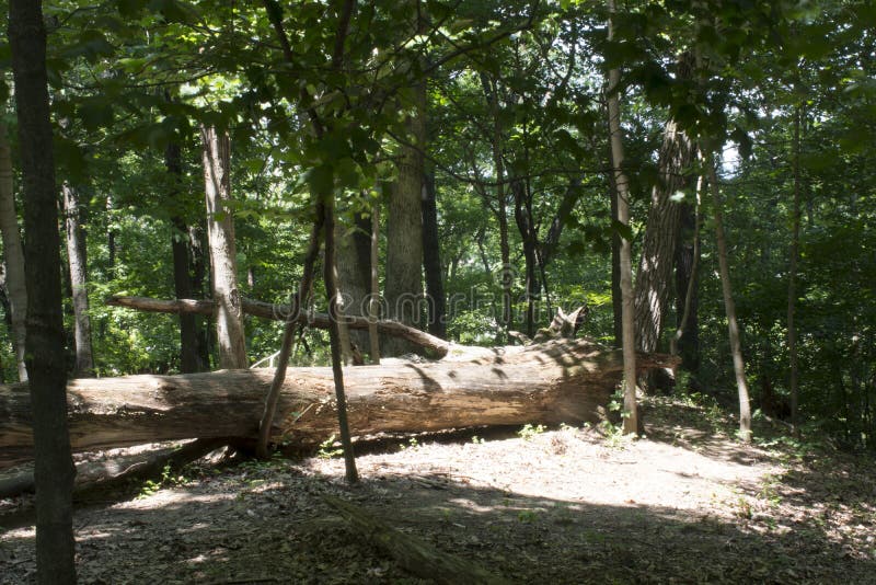 Forest clearing stock image. Image of exterior, britain - 21108415