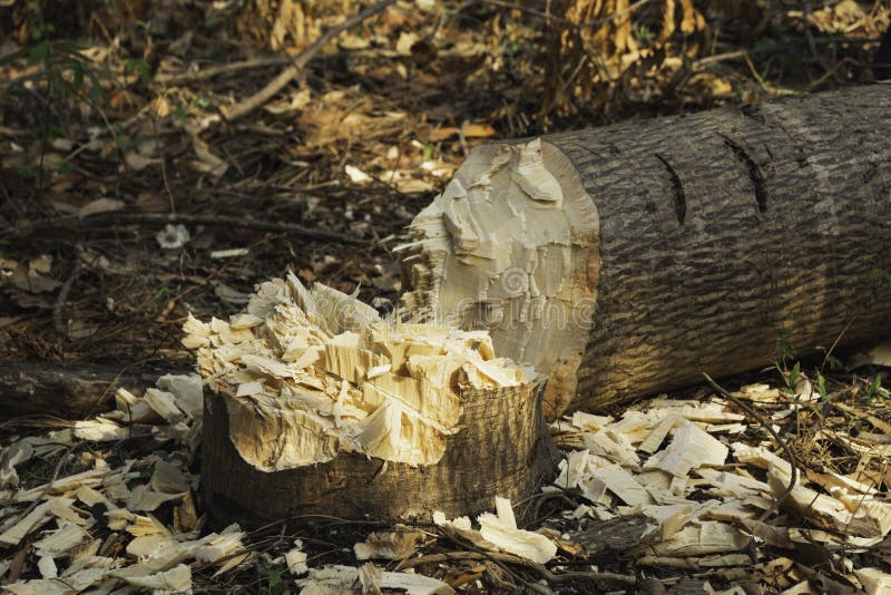 Fallen Tree in a Forest. a Fallen and Dead Tree in the Middle of the ...