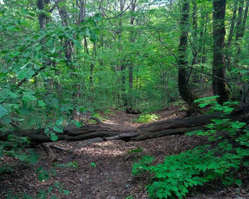 Fallen tree in the forest stock photo. Image of spring - 193852400