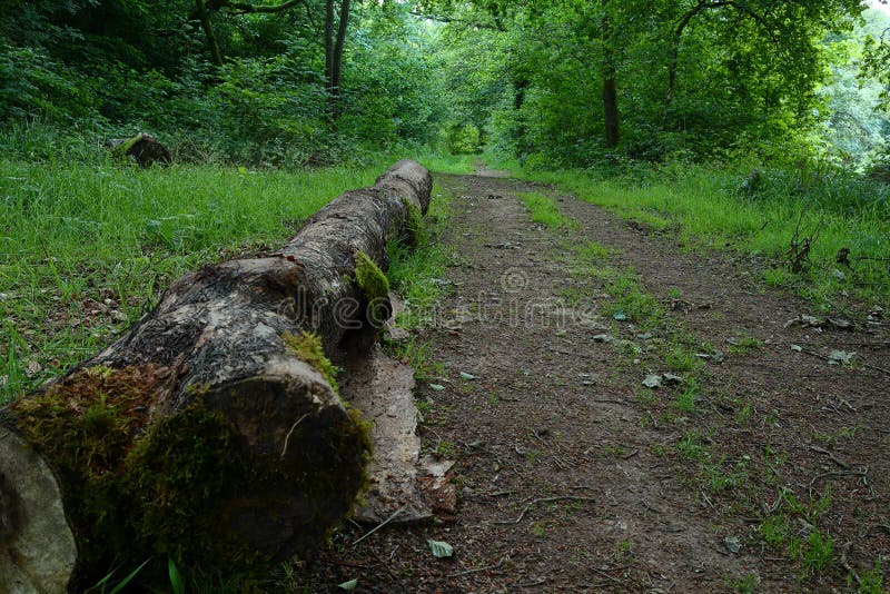 Fallen tree in the forest stock photo. Image of house - 122922124