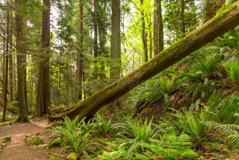 Fallen Tree in the Forest stock photo. Image of tourism - 116215584