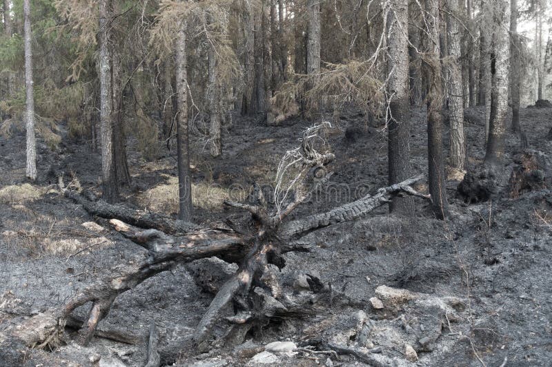 Fallen Tree after Forest Fire Stock Photo - Image of carbon ...