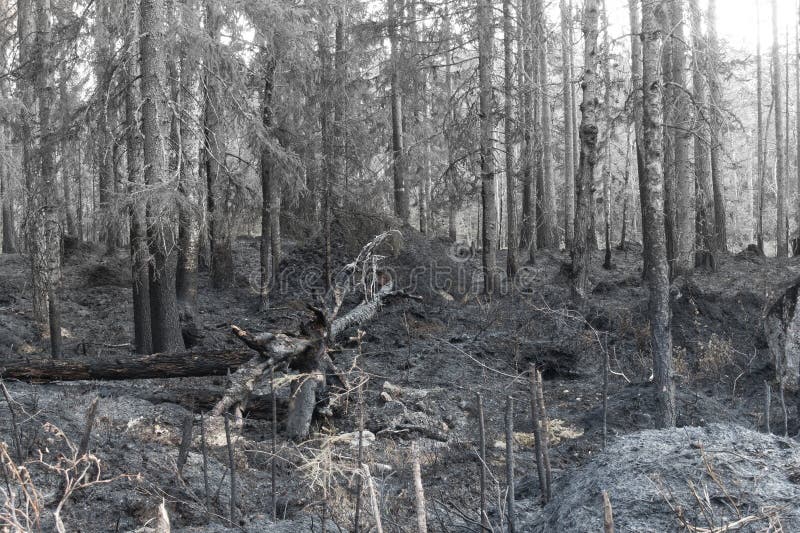 Fallen Tree after Forest Fire Stock Photo - Image of forest ...