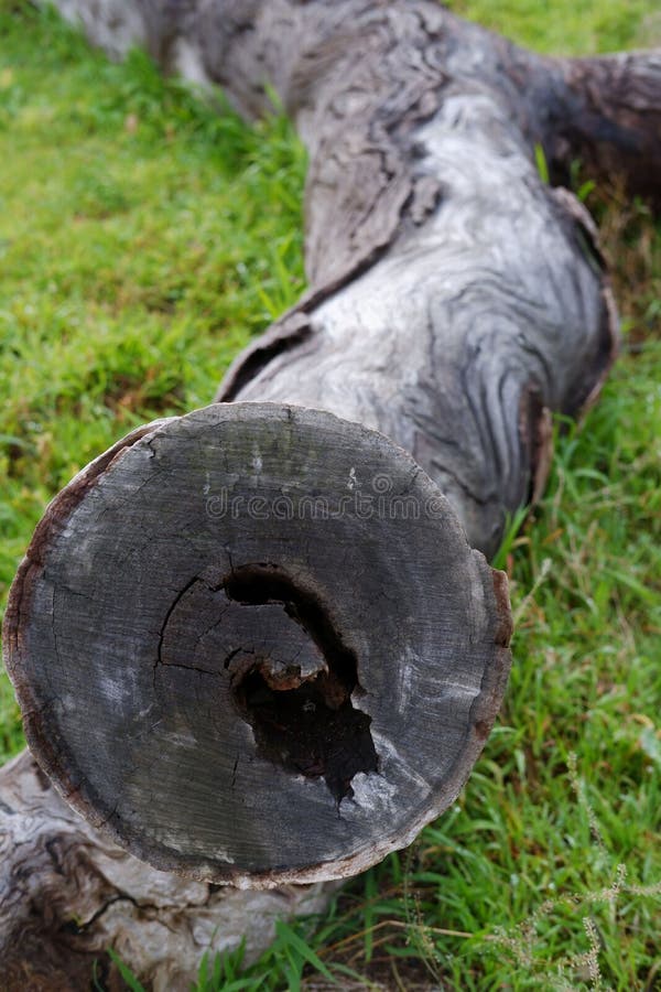 Fallen Tree on the Forest Ground, Verical Shot Stock Image - Image of ...