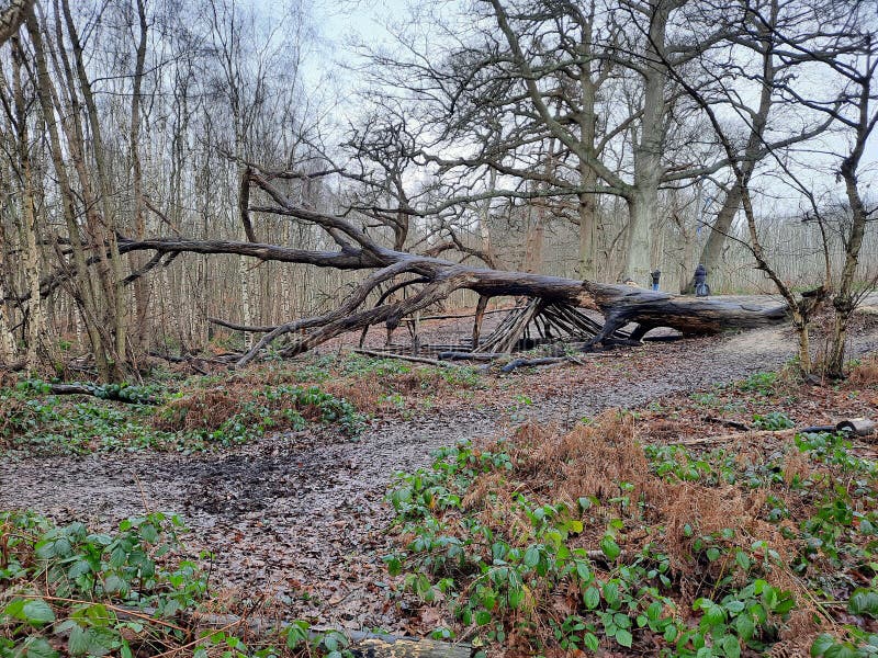A Fallen Tree in a Forest in the Kent Countryside Stock Image - Image ...