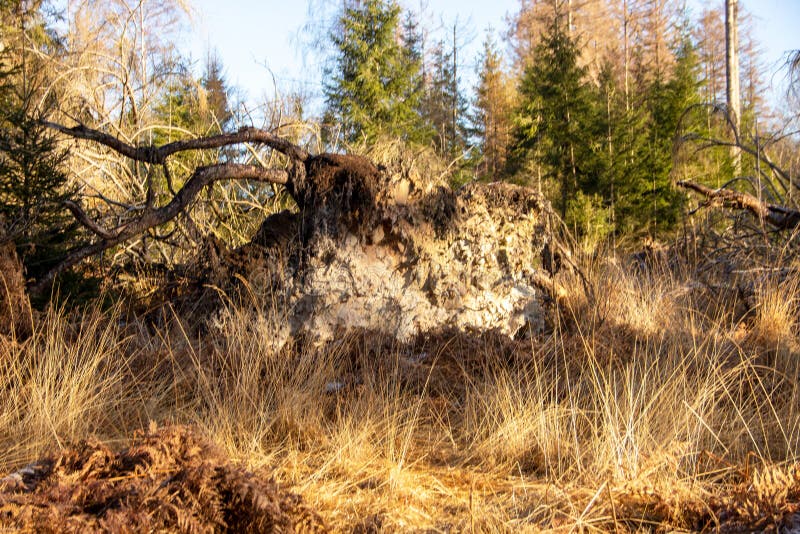 Fallen Tree in the Forest. Forest Landscape. the Roots of the Tree ...