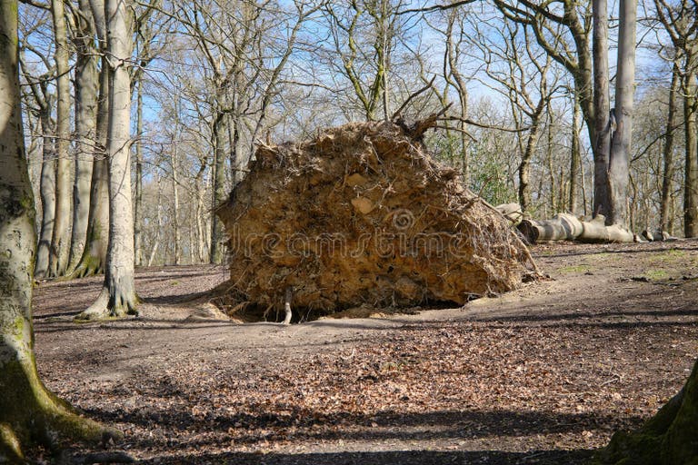 Fallen Tree in the Forest Large Root Ball Showing after Being Pulled Up ...