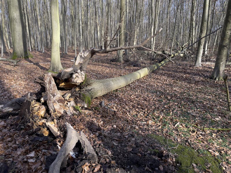 Fallen tree in the forest stock photo. Image of park - 273779650