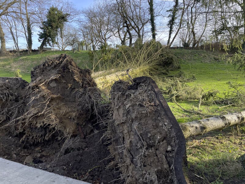 Fallen tree2 in the forest stock photo. Image of hurricane - 273779462