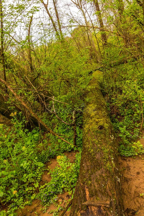 Fallen Tree and Forest stock image. Image of trees, woods - 144440149