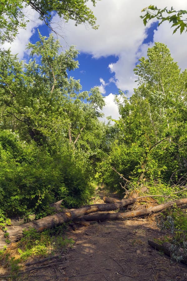 Fallen Tree on a Forest Path Stock Photo - Image of trees, floodplain ...
