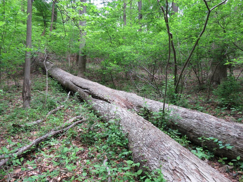 Fallen Tree in the Forest stock photo. Image of park - 181848398