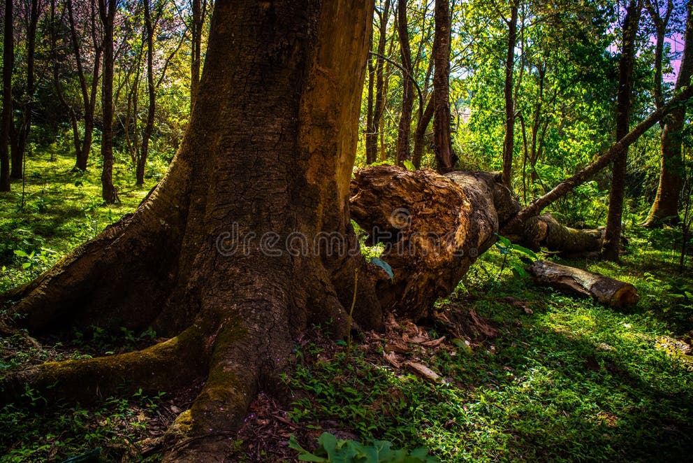 Fallen Tree in the Forest at Phu Thap Boek Stock Image - Image of field ...