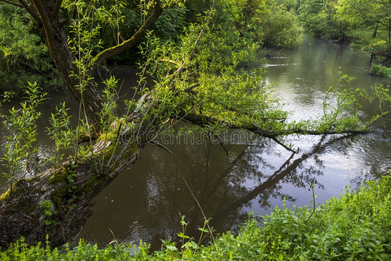 Fallen Tree in Forest River Stock Photo - Image of meadow, flowing ...