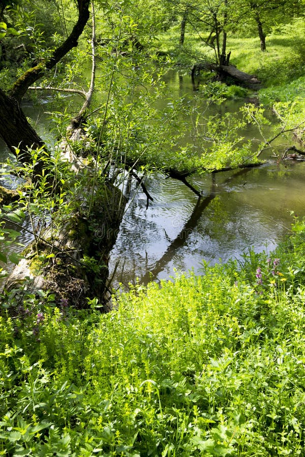 Fallen Tree in Forest River Stock Image - Image of forest, fallen ...