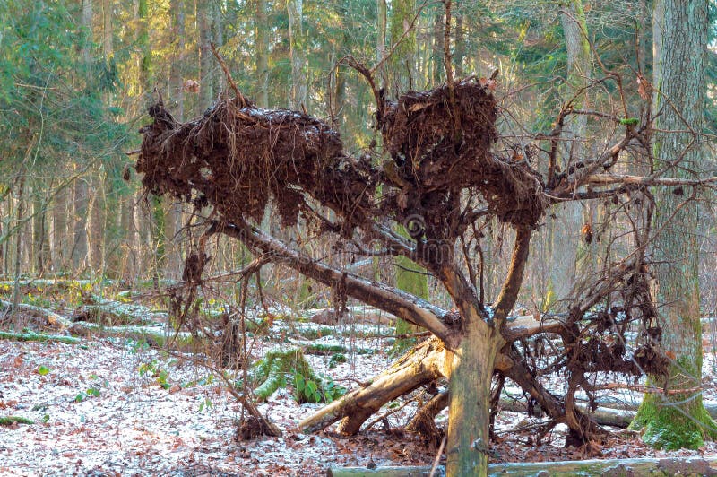 A Fallen Tree in the Forest, the Root of the Tree Stock Photo - Image ...