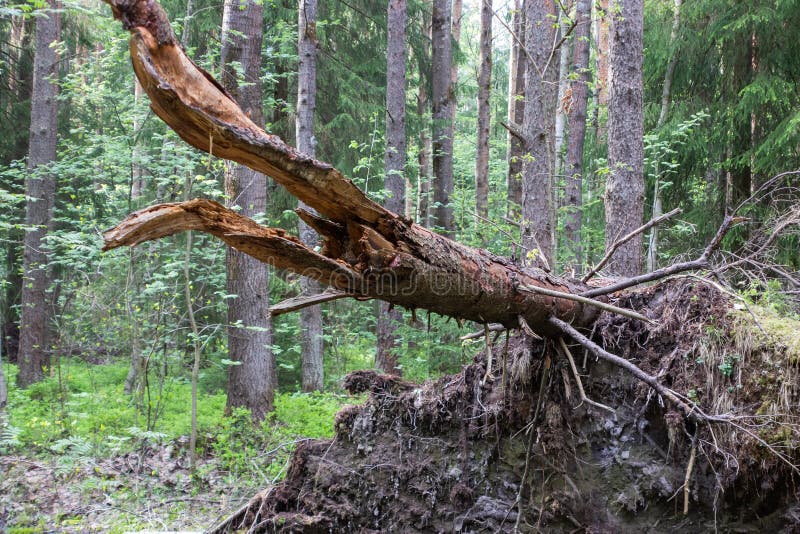 A Fallen Tree in the Forest Stock Photo - Image of forestry, fallen ...