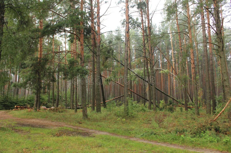 A Fallen Tree in the Forest. Rotten Trees in the Forest Stock Image ...