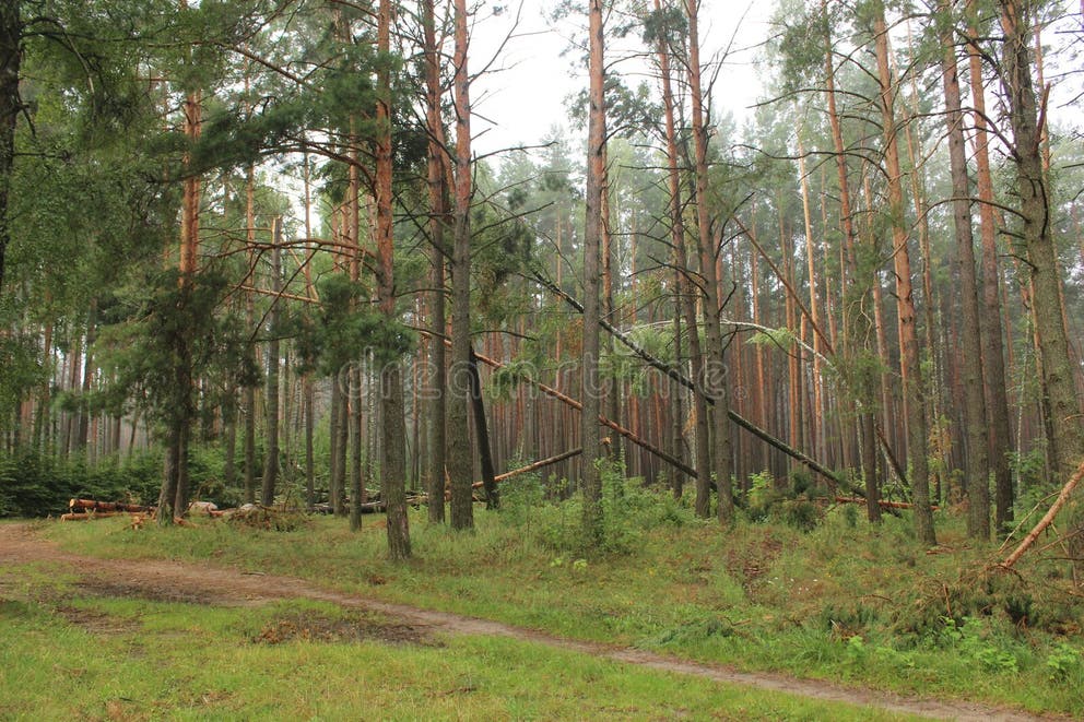 A Fallen Tree in the Forest. Rotten Trees in the Forest Stock Image ...