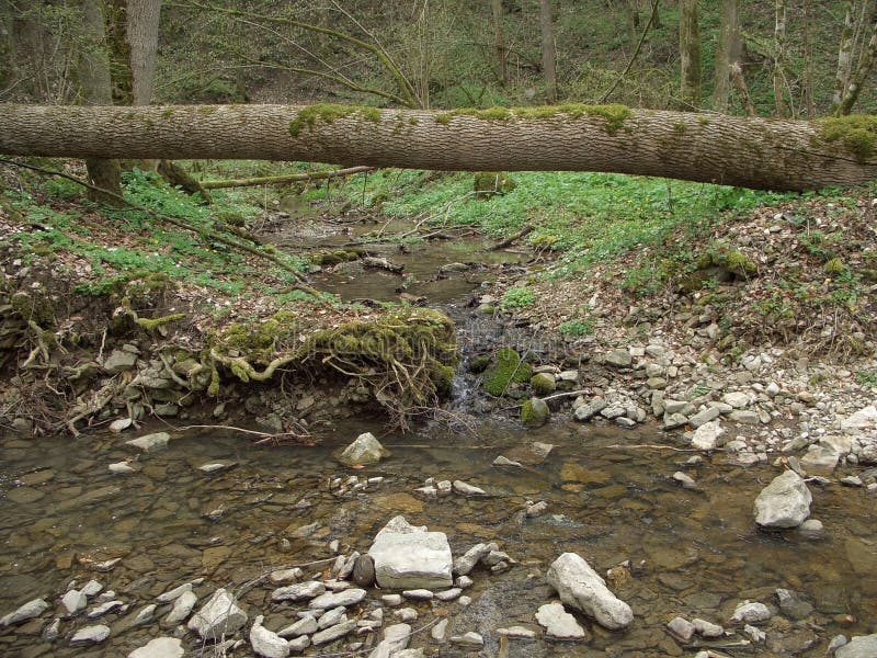 Fallen tree stock photo. Image of tree, scenery, stream - 35250368