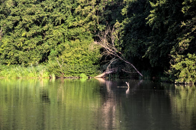 Fallen Tree in a Forest by the Shore of a River Seen from Afar Stock ...