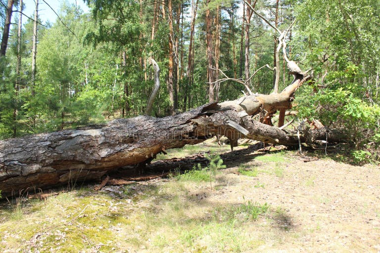 A Fallen Tree in the Forest after a Storm. the Concept of Destruction ...