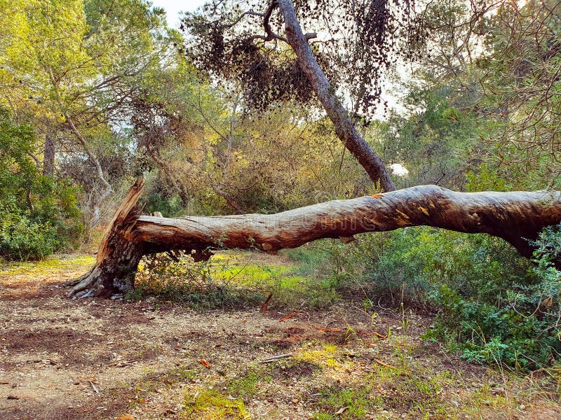 Fallen tree in the forest stock photo. Image of jungle - 274803826