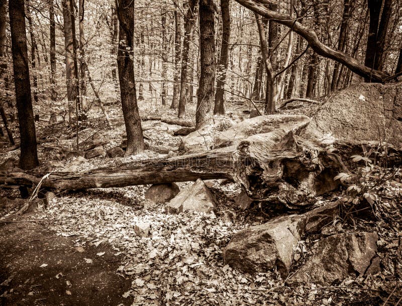 Fallen tree in the forest. stock photo. Image of grass - 81988840