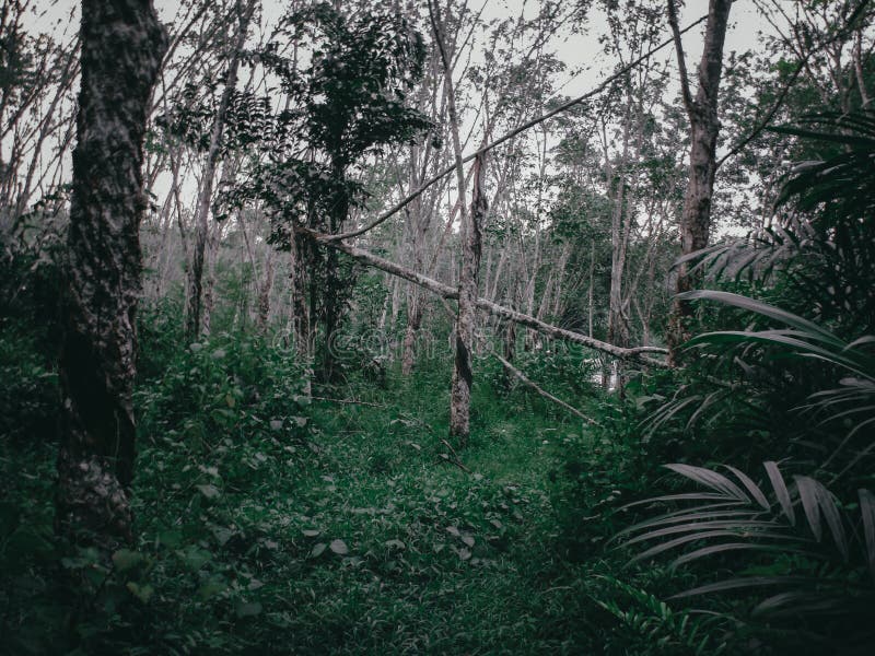 A Fallen Tree in a Green Forest Stock Photo - Image of green ...