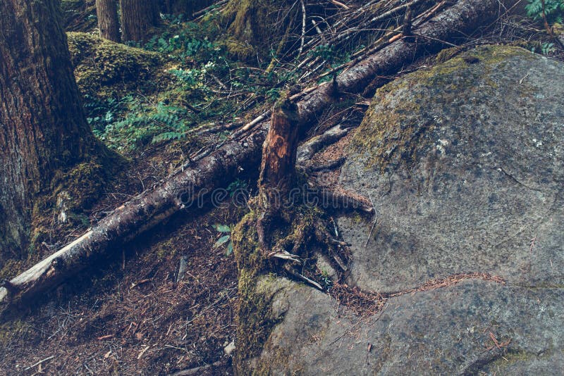 Fallen tree in forest stock photo. Image of natural, light - 84958416
