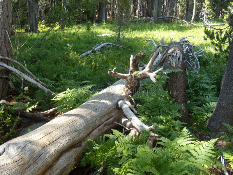 Fallen tree stock image. Image of wild, dead, plant, green - 94400101