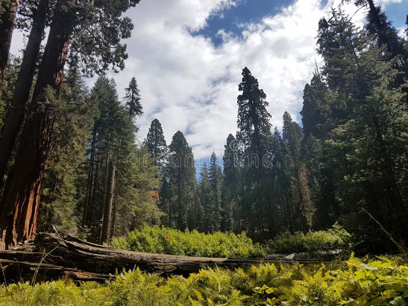 Fallen Tree in Forrest Clearing Stock Image - Image of tree, forrest ...