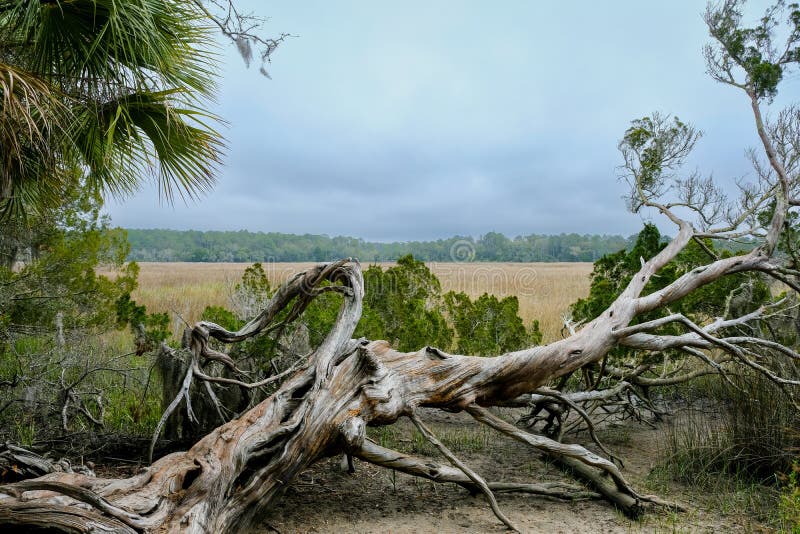 Fallen Tree Framed by Sabal Palms and Looking Over a Vast Grassy Plain ...