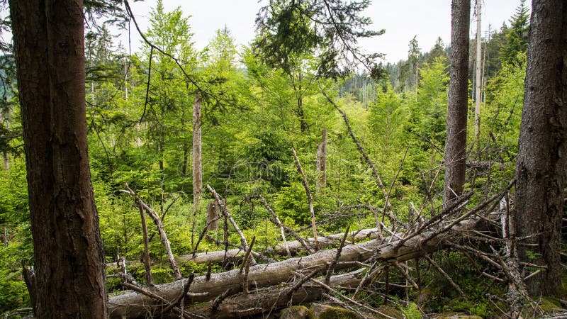 Fallen Tree in Front of Young Forest Stock Image - Image of park ...
