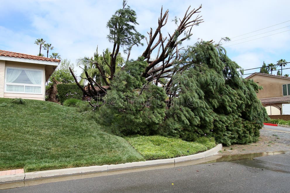 Fallen Tree in Fullerton editorial photography. Image of wind - 18891707