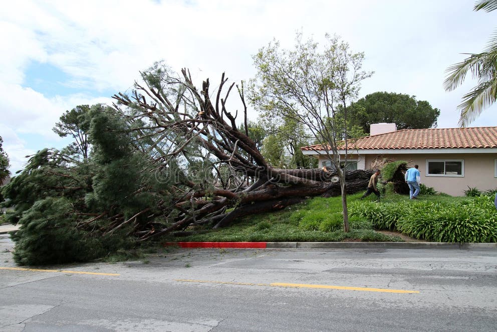 Fallen Tree in Fullerton 2 editorial image. Image of darrin - 18891695