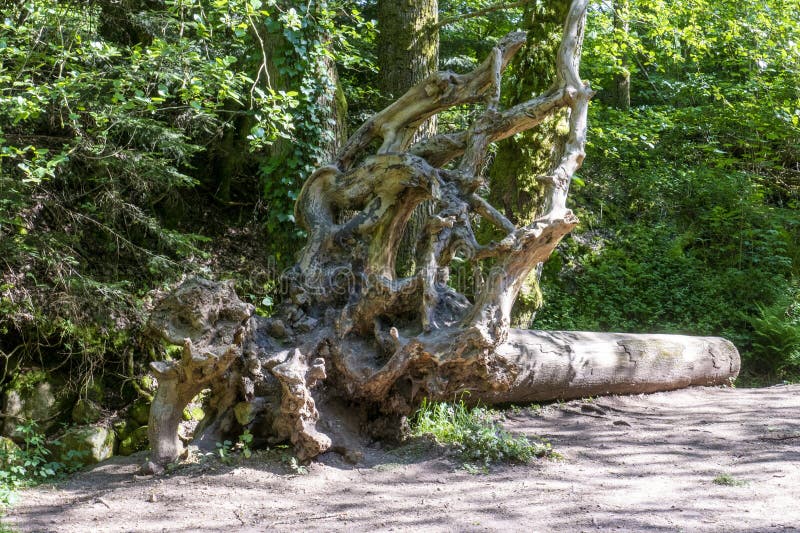 Fallen Tree at the Geroldsau Waterfalls Becomes a Climbing Frame Stock ...