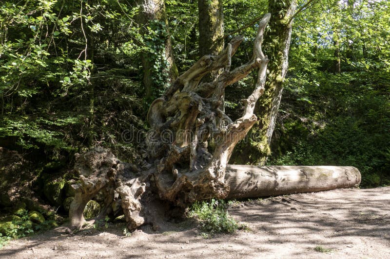 Fallen Tree at the Geroldsau Waterfalls Becomes a Climbing Frame Stock ...