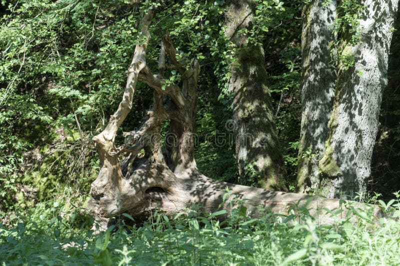 Fallen Tree at the Geroldsau Waterfalls Becomes a Climbing Frame Stock ...