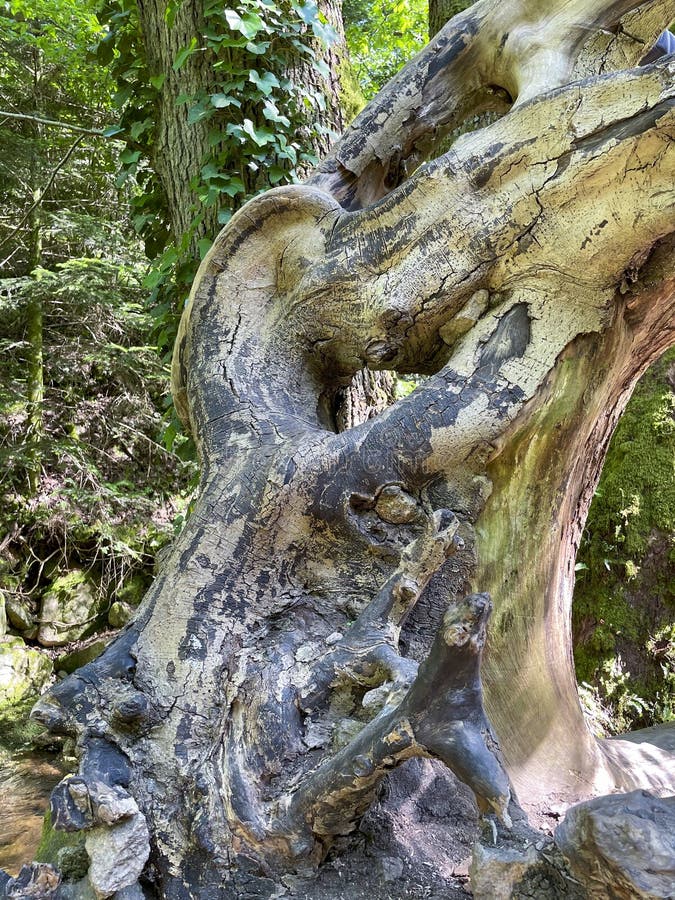 Fallen Tree at the Geroldsau Waterfalls Becomes a Climbing Frame Stock ...