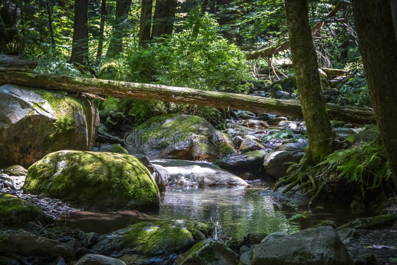 Fallen Tree Going Over a Stream in the Woods Stock Photo - Image of ...