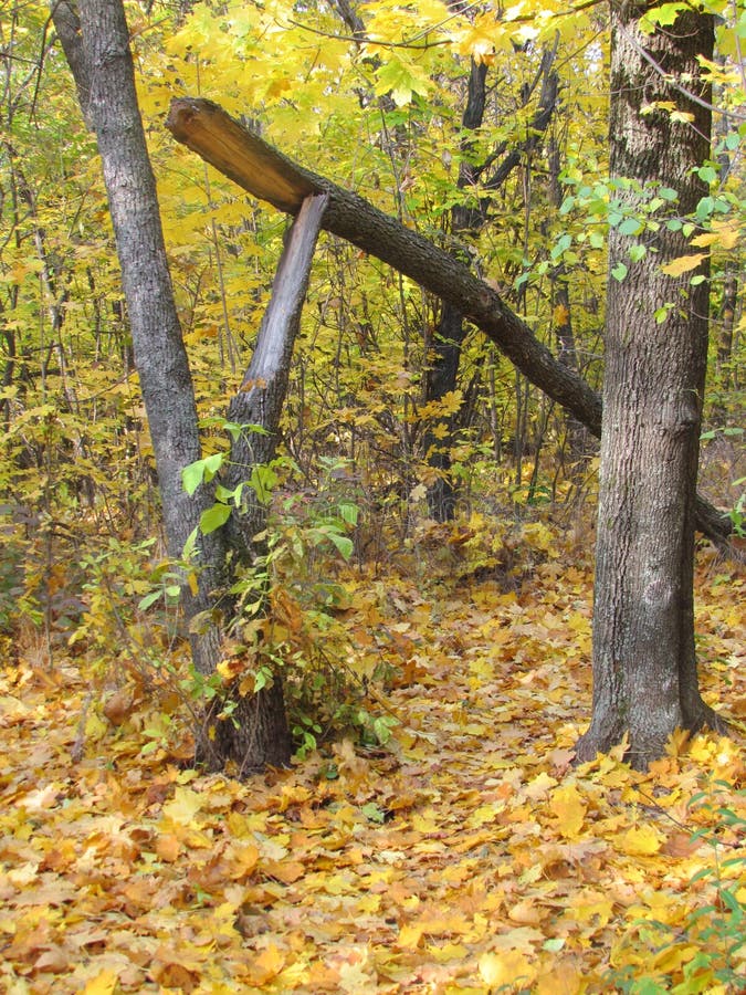 A fallen tree stock photo. Image of sunny, fallen, autumn - 102174420