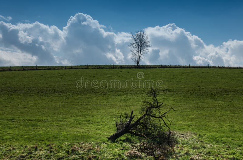 Fallen Tree on Green Field in Sunshine Stock Photo - Image of landscape ...