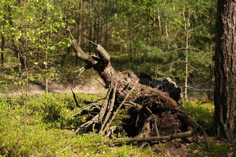 A Fallen Tree in a Green Forest Stock Photo - Image of vacations ...
