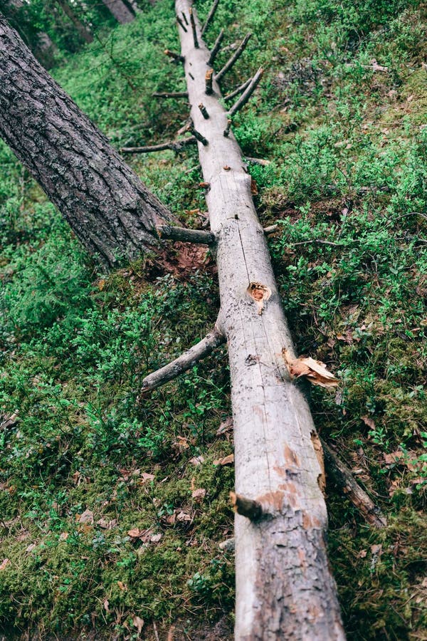 Fallen Tree in a Green Forest in the Daytime. Stock Image - Image of ...