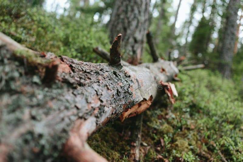 Fallen Tree in a Green Forest in the Daytime. Stock Image - Image of ...
