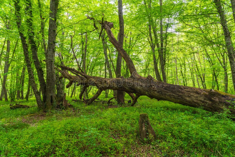 Fallen Big Dry Tree in the Green Forest Stock Photo - Image of bright ...