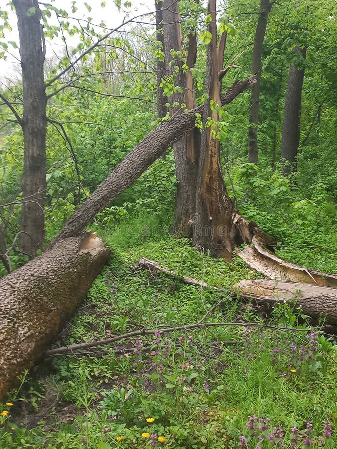 A Fallen Tree in the Green Forest Stock Image - Image of trail, plant ...