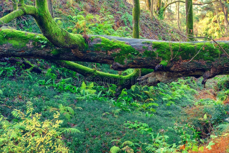 Fallen tree stock photo. Image of grass, fern, natural - 136573636