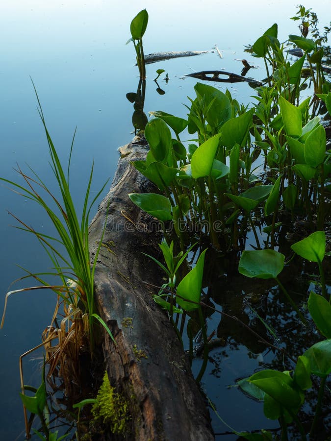 Fallen Tree and Green Vegetation in the Swamp. Deep Water Forest with ...